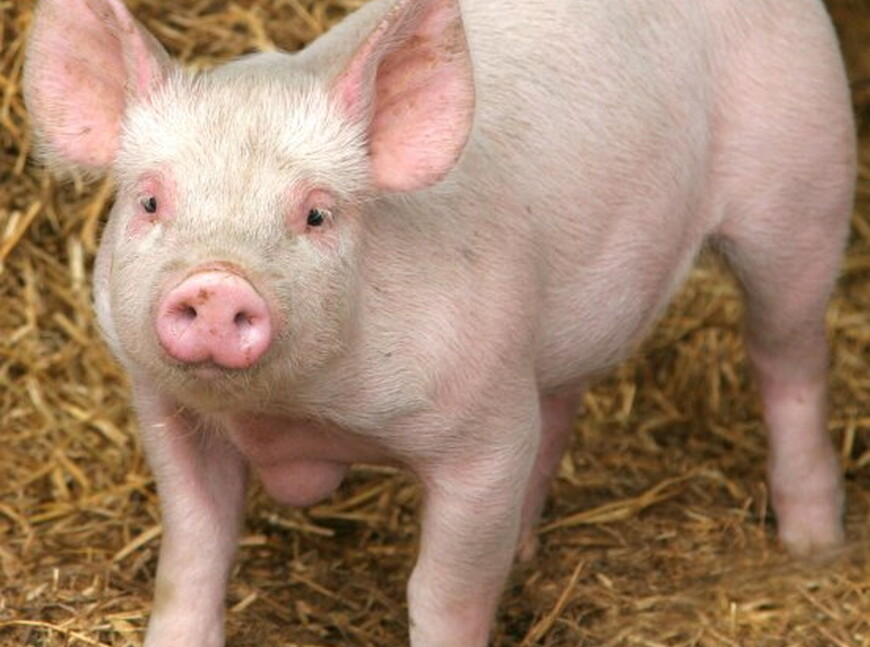 Student Research Investigates Relationship Between Agricultural ...